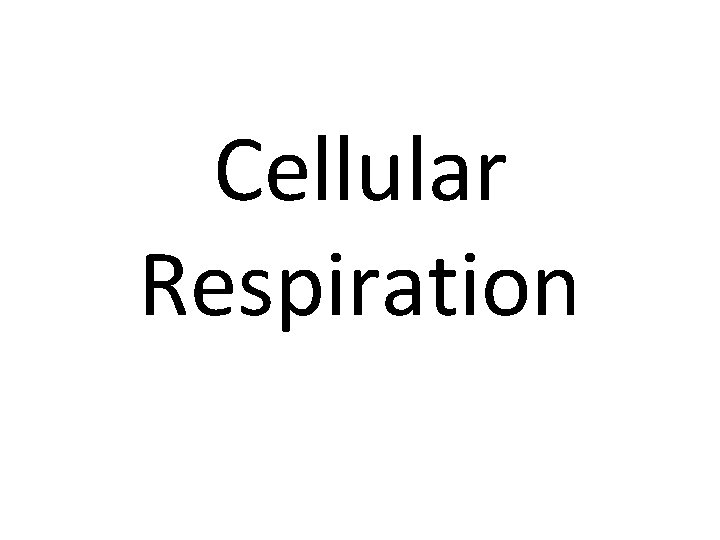 Cellular Respiration Chemical Pathways Copyright Pearson Prentice Hall