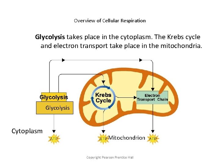 Cellular Respiration Chemical Pathways Copyright Pearson Prentice Hall