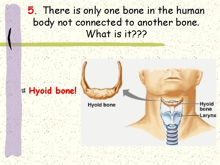 Skeletal System Worksheet and the Muscular System Worksheet