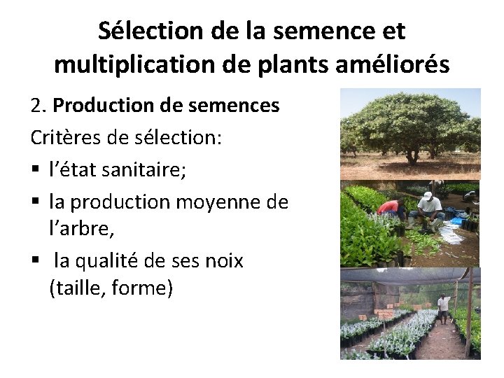 Slection de la semence et multiplication de plants
