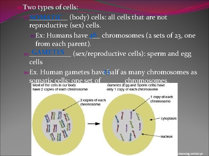 Ch 12 The Cell Cycle Mitosis What did