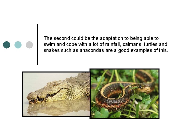 Animals and their Adaptations Tropical rainforests are almost