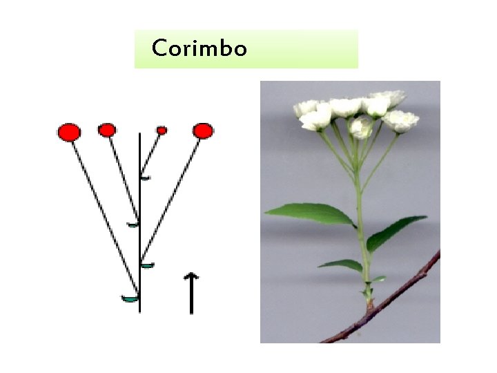 PARTES DE LA FLOR Calabaza con flores en