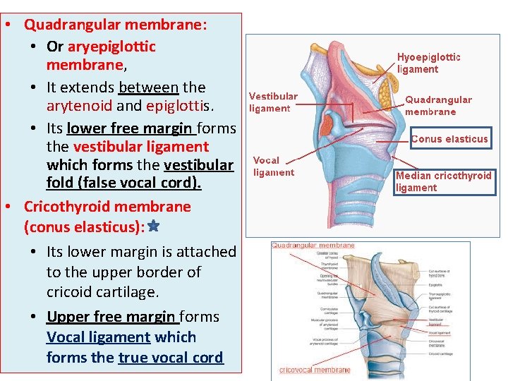 LARYNX TRACHEA BRONCHI Dr Sameerah Shaheen Anatomy Department