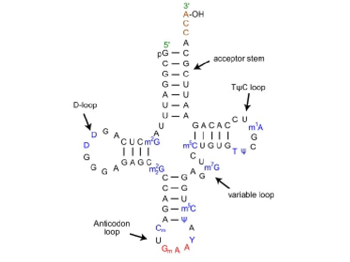 The cloverleaf structure becomes the 3 D L