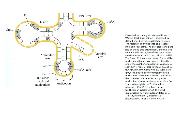 The cloverleaf structure becomes the 3 D L