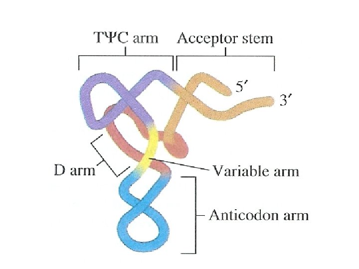 The cloverleaf structure becomes the 3 D L