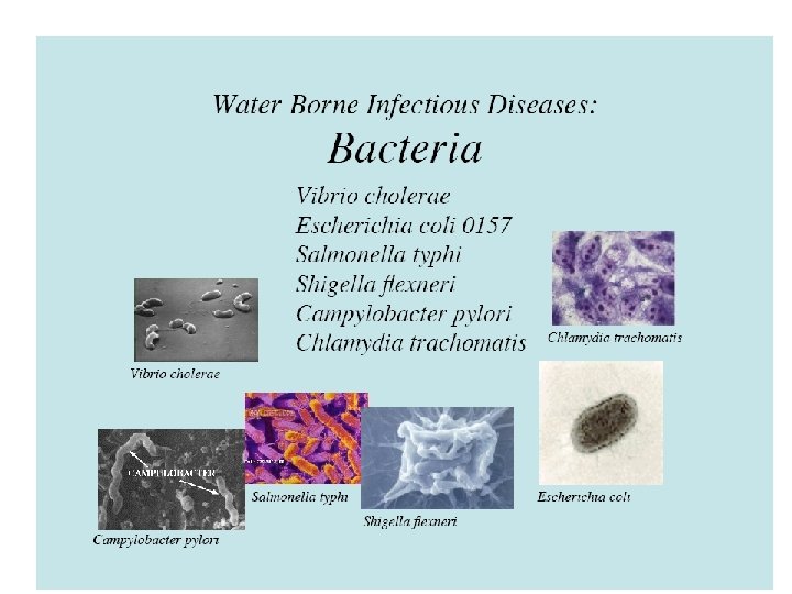 Water pollution Unpolluted water is essential for A