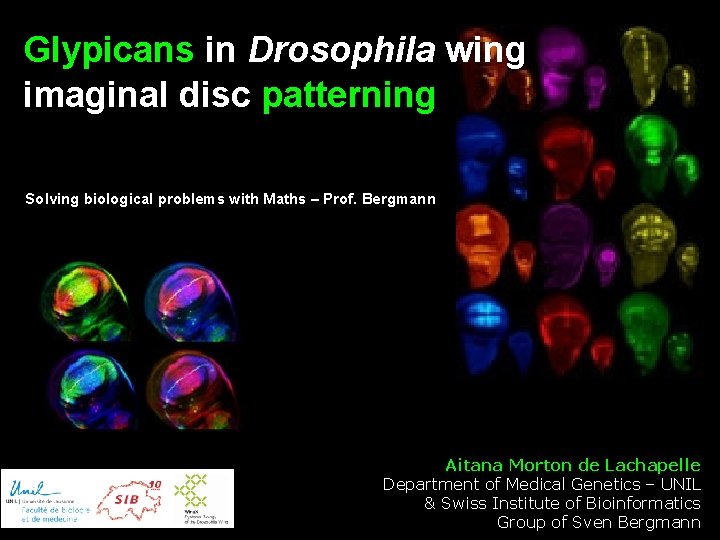 Glypicans in Drosophila wing imaginal disc patterning Solving