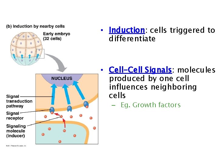 Section 18 4 EMBRYONIC DEVELOPMENT OF MULTICELLULAR ORGANISMS