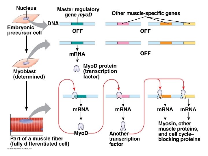 Section 18 4 EMBRYONIC DEVELOPMENT OF MULTICELLULAR ORGANISMS