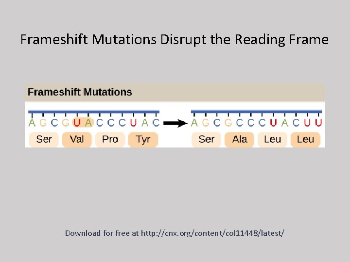 Chapter 15 General Biology I BSC 2010 Genes