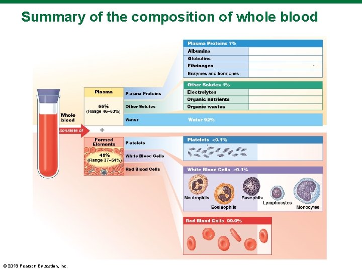 17 Blood Lecture Presentation by Lori Garrett 2018