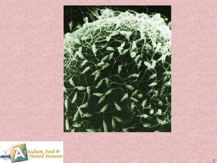 Meiosis and genetic variation Advanced Plant Soil Science