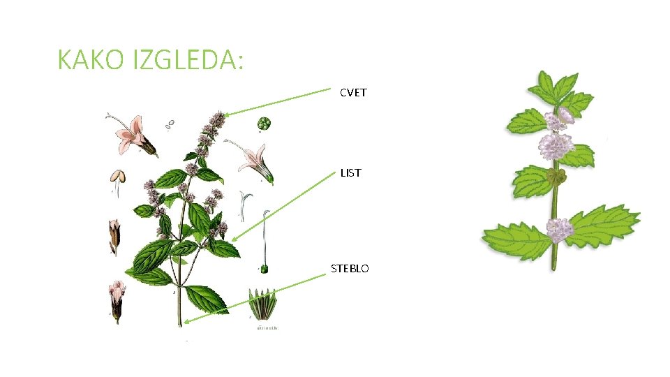 META KAKO IZGLEDA CVET LIST STEBLO KAJ JE