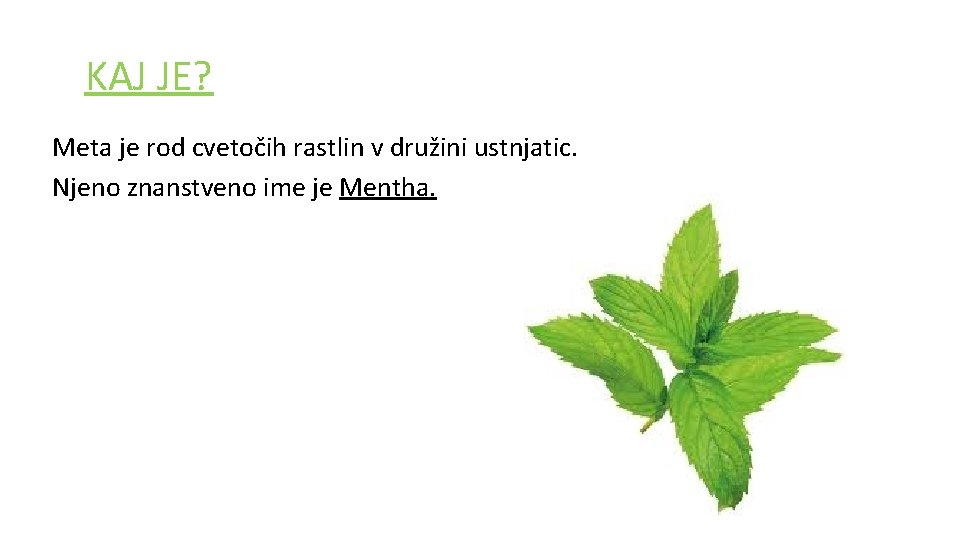 META KAKO IZGLEDA CVET LIST STEBLO KAJ JE