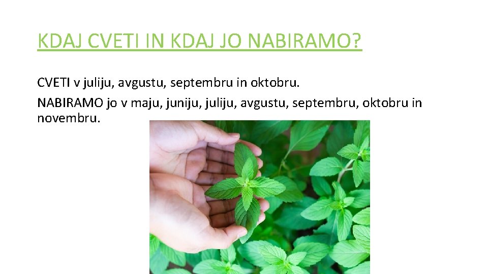 META KAKO IZGLEDA CVET LIST STEBLO KAJ JE