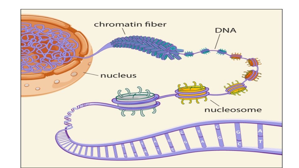 Dr Abdul Qayyum Rao Associate Professor CEMB PU