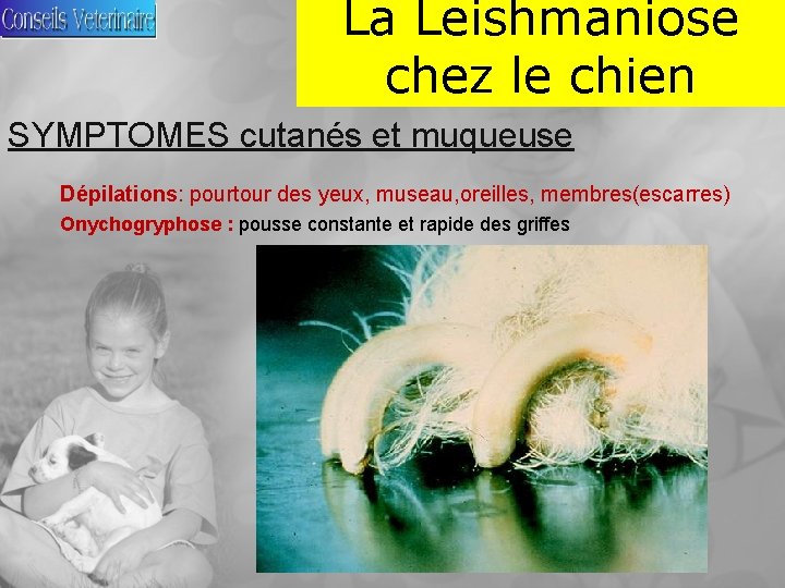 La Leishmaniose chez le chien La Leishmaniose chez