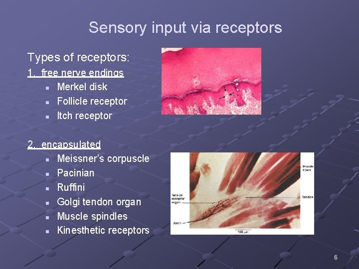 Receptors 1 Electrical signals produced by excitable cells