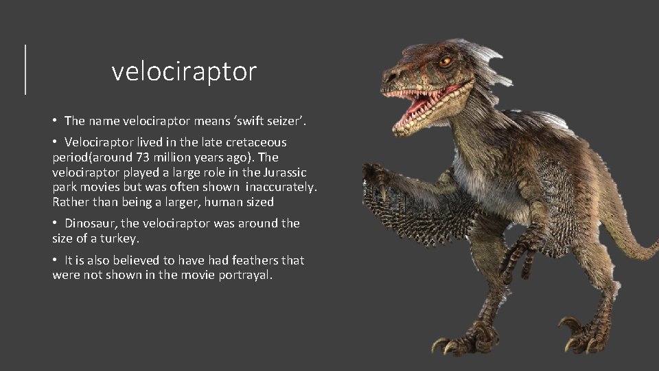 velociraptor The name velociraptor means swift seizer Velociraptor