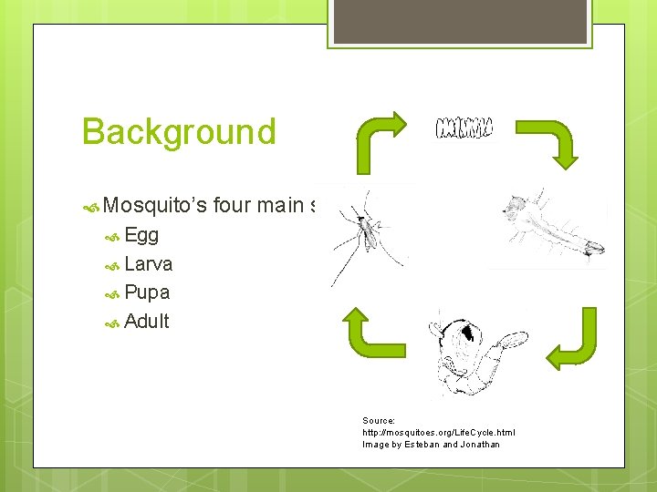 Mosquitos cycle of life By Jonathan and Esteban