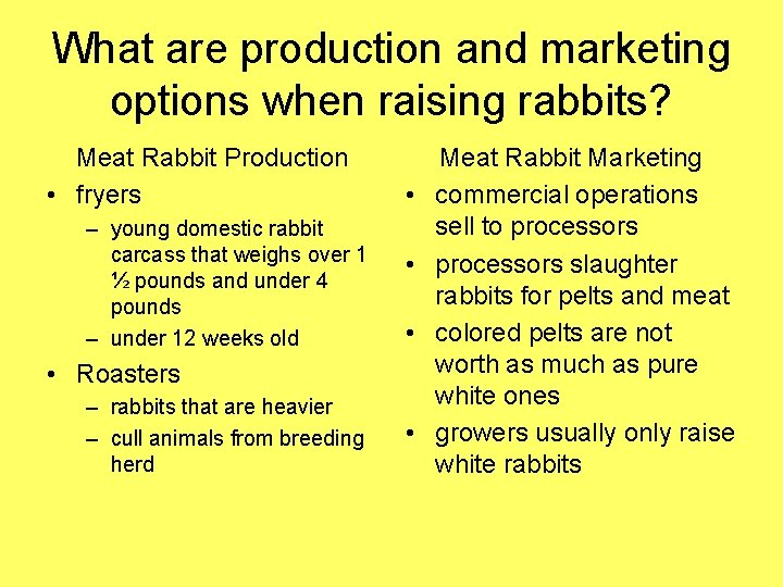 Exploring the Rabbit Industry Lesson 7 Interest Approach