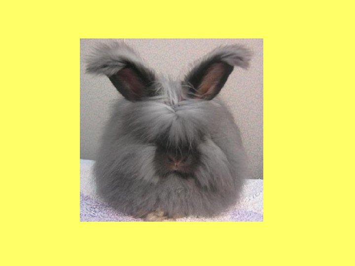 Exploring the Rabbit Industry Lesson 7 Interest Approach