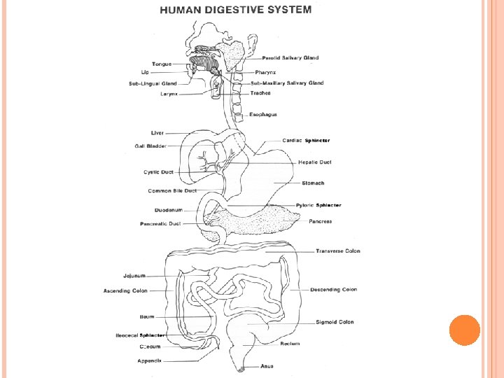 INTRODUCTION TO THE DIGESTIVE SYSTEM From food to