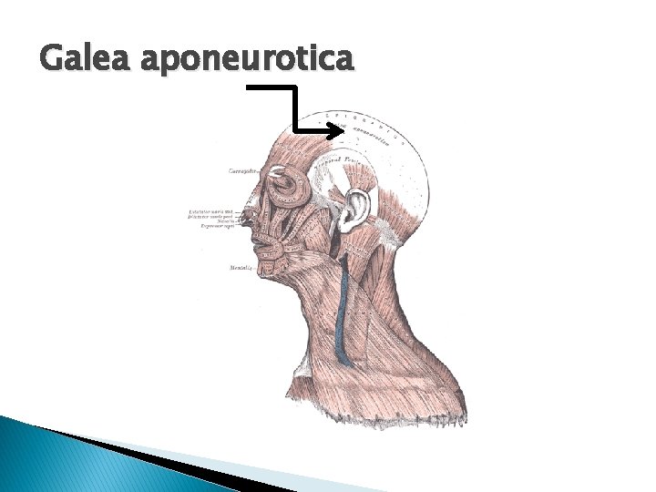 Head injury Presented by Dr Waseem ahmad Dept