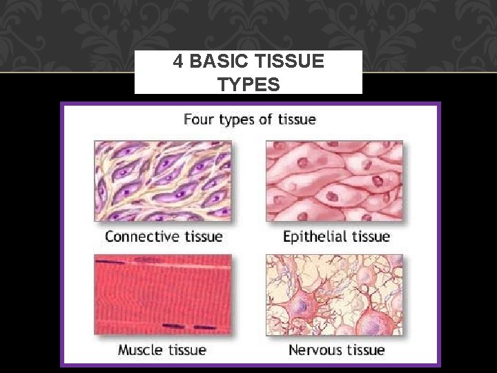 DO NOW Make some observations about the following