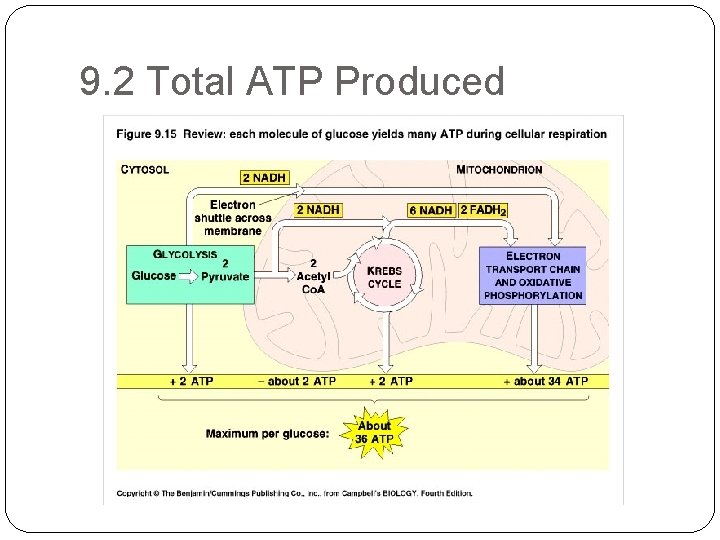 Cellular Respiration Chapter 9 9 1 Chemical Pathways