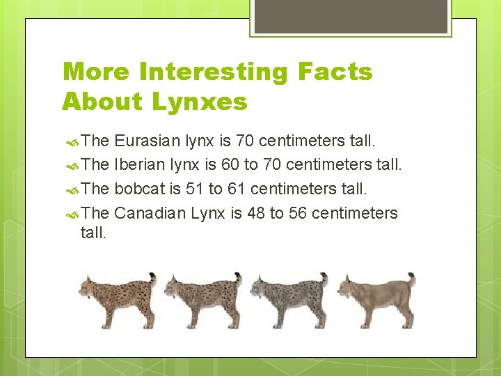 press this Leaping Lynxes Presented by Jaydon Couch