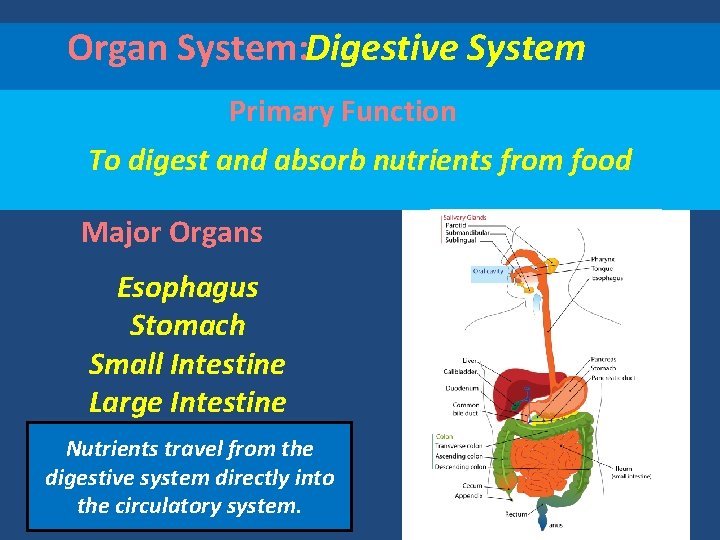 Based on your vocabulary reference sheet what does