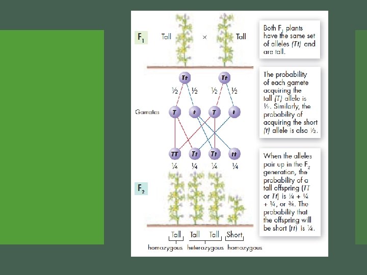 Unit 8 Mendelian Genetics 8 2 Probability and