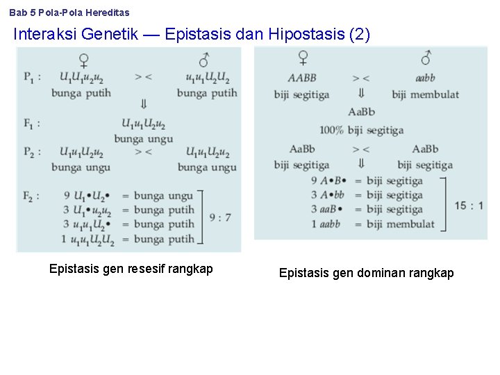 Bab 5 POLAPOLA HEREDITAS Bab 5 PolaPola Hereditas