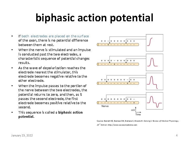 Nerve physiology 4 rd lecture By Dr Mudassar