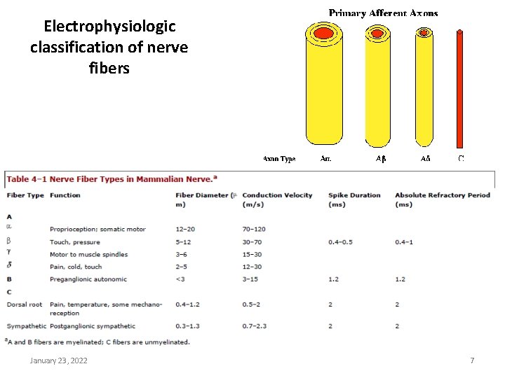 Nerve physiology 4 rd lecture By Dr Mudassar