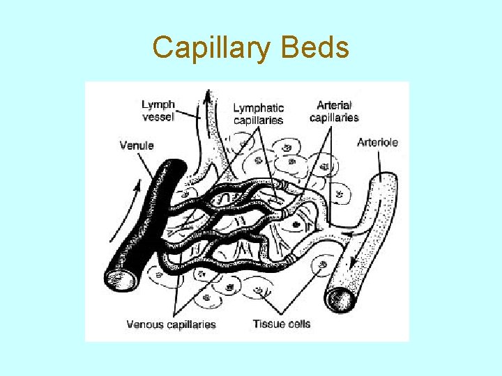 Why do we need a circulatory system The