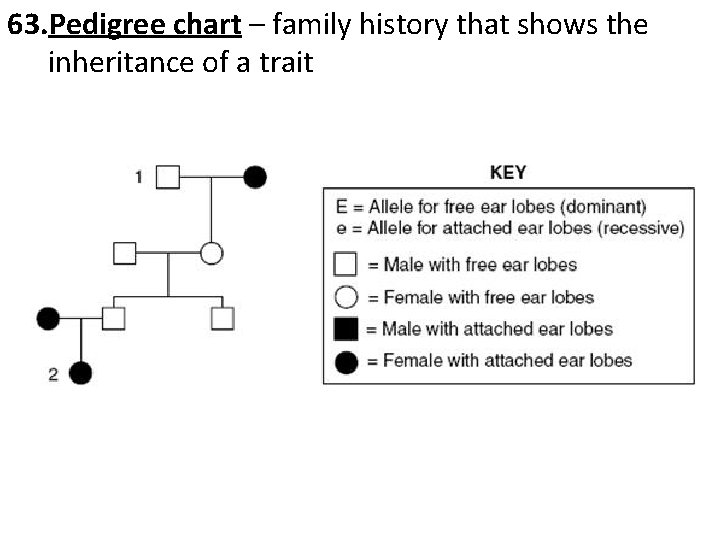 Regents Review Day 4 Unit 7 Genetics Unit