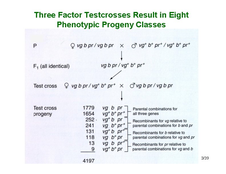 Linkage Analysis and Mapping Three point crosses mapping