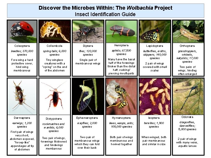 Discover the Microbes Within The Wolbachia Project Insect
