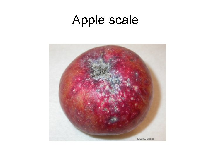 Sustainability Stewardship The story of Easter Island is