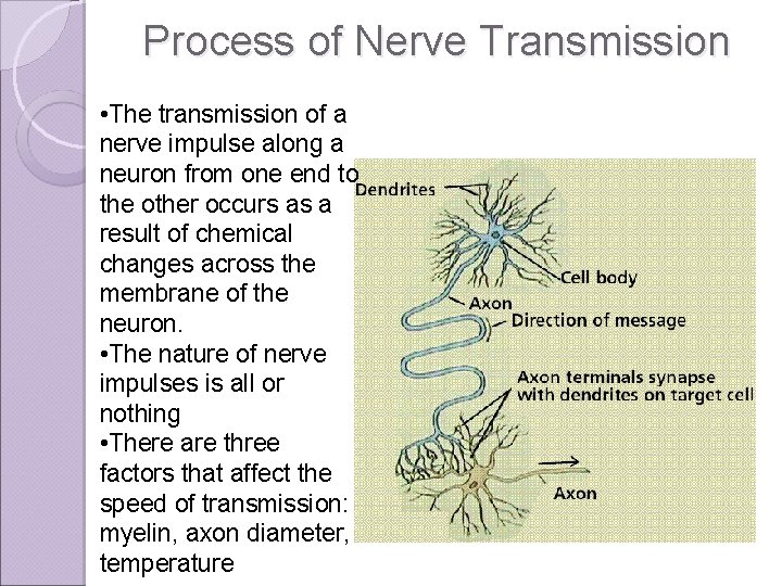 Muscular movement bone growth and nerve transmission Physiology