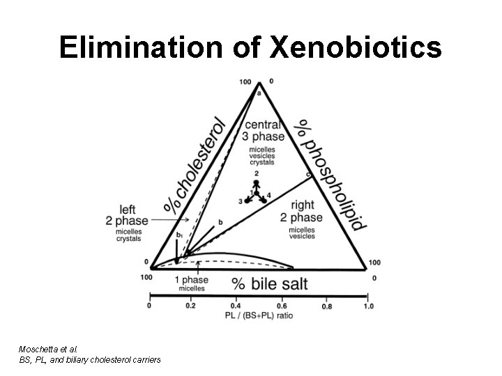 Xenobiochemistry Overview 1 Entrance of Xenobiotics into a