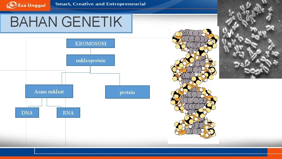 BAHAN GENETIK DAN STRUKTUR KROMOSOM Bahan genetik tersusun