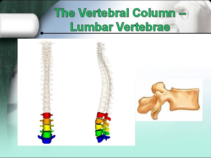 Axial Skeleton The Vertebral Column The Vertebral Column