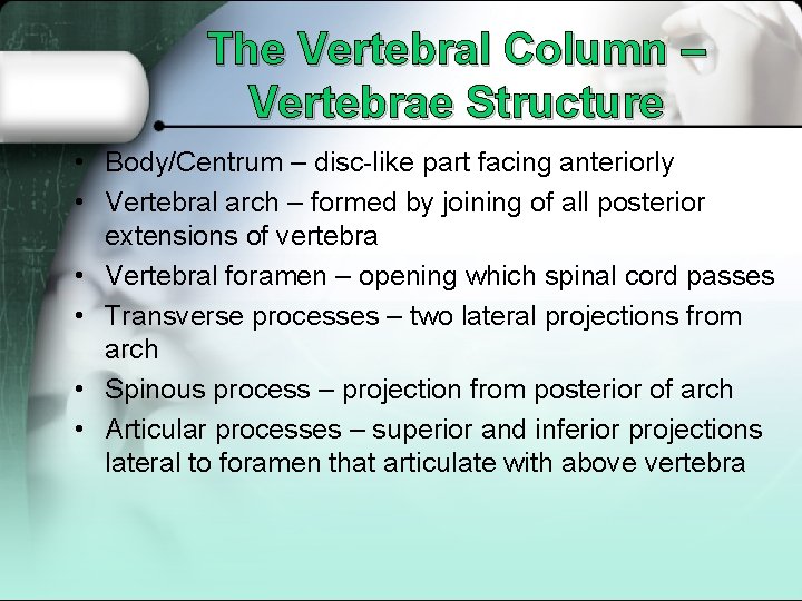 Axial Skeleton The Vertebral Column The Vertebral Column