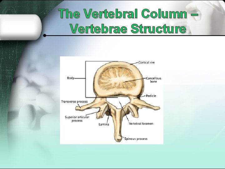 Axial Skeleton The Vertebral Column The Vertebral Column