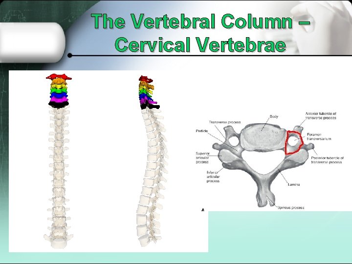 Axial Skeleton The Vertebral Column The Vertebral Column